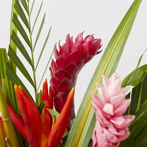 Tropical Bouquet With Anthurium And Ginger The Bouqs Co