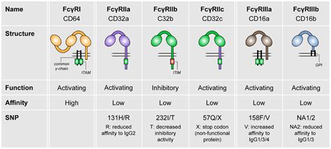 Frontiers Control Of Cytokine Production By Human Fc Gamma Receptors