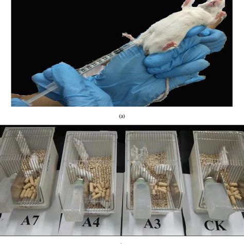 Christopher Rensing Professor Phd Chinese Academy Of Sciences Beijing Cas Research