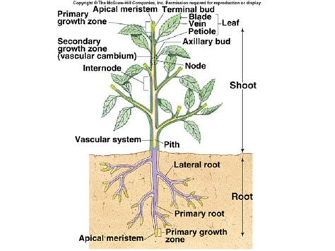 Plant Structure Diagram