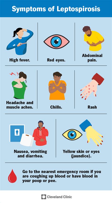 Understanding Leptospirosis Symptoms Causes And Treatment Ask The Nurse Expert