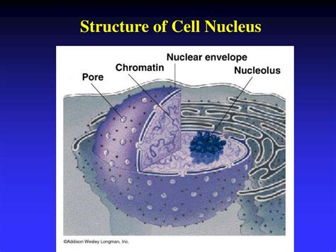Ppt Chapter 4 Cell Structure A Tour Of The Cell Powerpoint