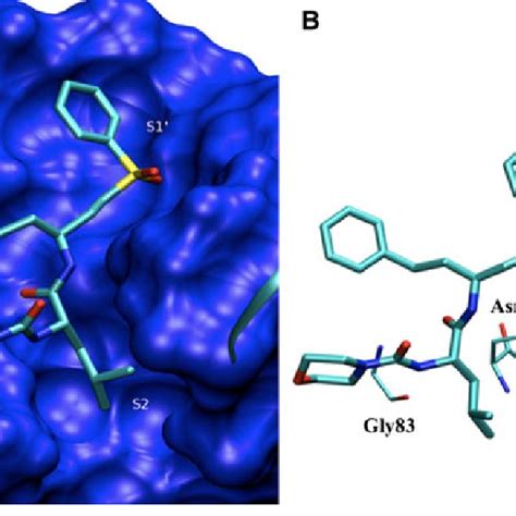 A Surface Representation Of The Substrate Binding Sites Of Fp2 With The Download Scientific