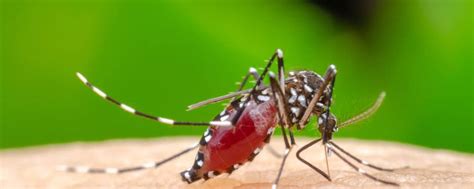 Chikungunya Bone Flu Symptoms Causes And Medicines • Hello Healthy Gonorrhea 2026