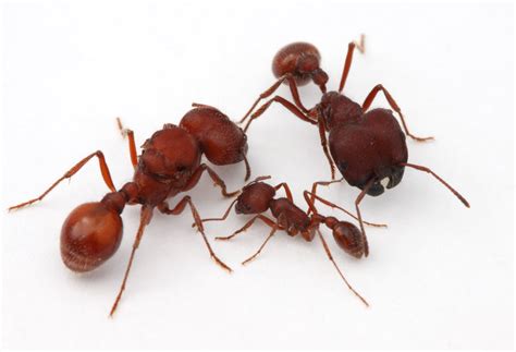 20 Off Red Harvester Queen Ants For Sale Buy Beginner Ants The Ant
