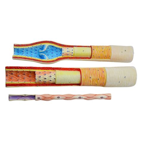 3 Piece Artery Vein And Capillary Model Set 13 Inch Enlarged Num