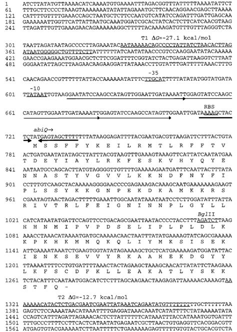 Dna Sequence Of The Psrq900 Fragment Coding For Abiq The Bglii