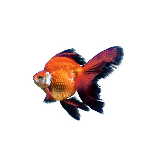 Assorted Ryukin Fish 5cm Petstock