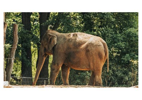 ZOO-1 | Ivan Kanev | Flickr