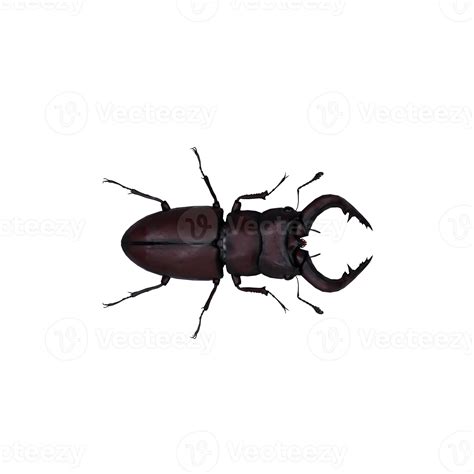 3d Stag Beetle 22308348 Png
