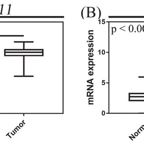 Mrna Expression Of Kif11 A And Kif14 B In Pancreatic Download Scientific Diagram