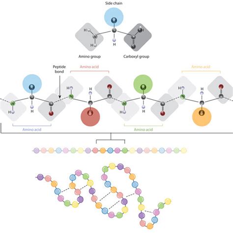 1 When Connected Together By A Series Of Peptide Bonds Amino Acids