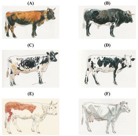 Cow Colors And Patterns Pattern Matching Algorithms
