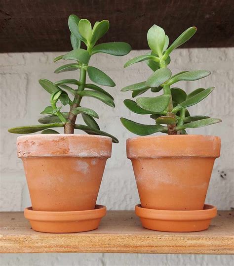 How To Care For And Propagate A Crassula Ovata ‘jade Plant Talking Of Plants