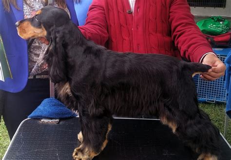 Cocker Spaniel Inglés Perú Cocker Spaniel Inglés Perú