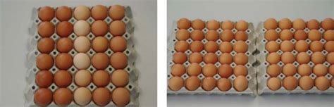 Attractive Eggshell Color As A Breeding Goal Lohmann Breeders
