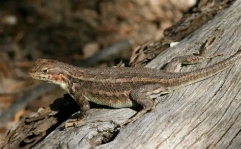 71 Lizards In Arizona Pictures And Identification
