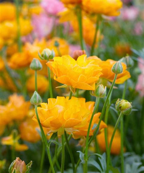 10 Best Rose Varieties According To A Professional Grower Homes And