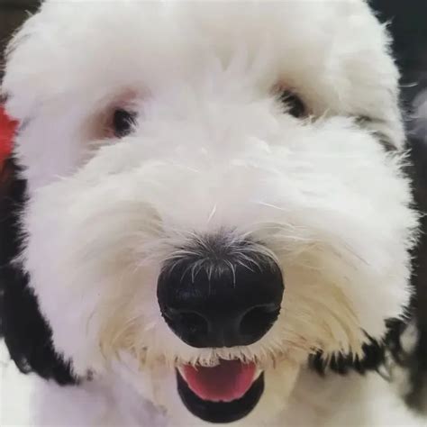 Meet Bayley The Mini Sheepadoodle Who Is The Real Life Snoopy