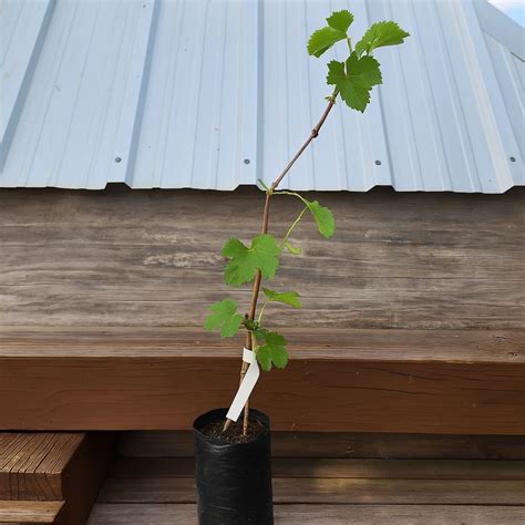 Muda De Uva Rosada Mais Fácil De Cultivar