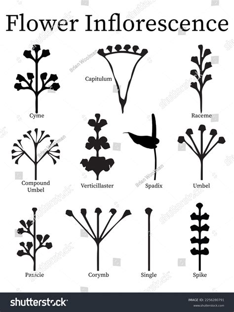 Inflorescence Spadix