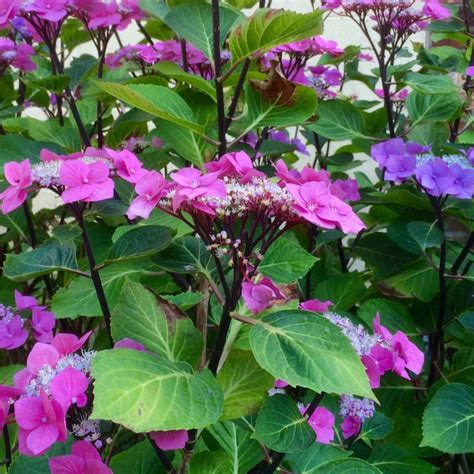 10 Creative Ways To Improve Your Winter Garden The Middle Sized