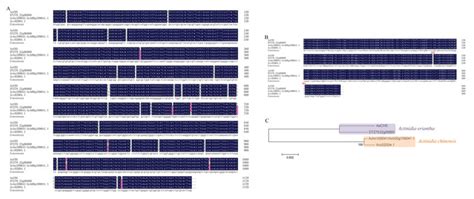 Sequence Alignments Of Dna And Protein And Construction Of