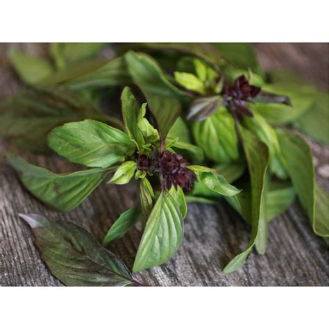 بذر ریحان سبز