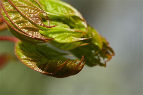 Leaf Growth Spring Free Photo On Pixabay Pixabay