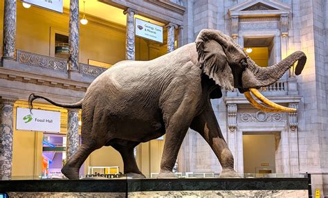 Smithsonian Museum Of Natural History Smithsonian National Museum Of