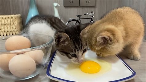 Cute Kitten Eats Eggs For The First Time Cant Finish Eating Eggs Youtube
