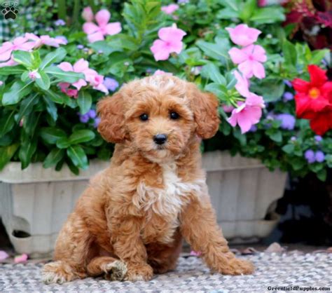Crystal Cockapoo Puppy For Sale In Pennsylvania