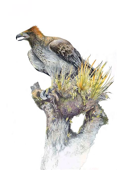 Extinct Haasts Eagle