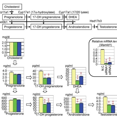 A Steroid Metabolic Pathway From Cholesterol To Testosterone And Download Scientific Diagram