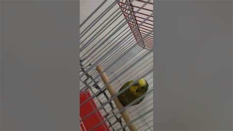 Cute Brid Love Story Rap Music Hiphop Youtube