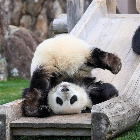 Adorable Panda Bears Playing In The Grass Panda Upside Down Panda