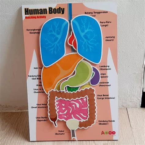 Detail Anatomi Organ Tubuh Manusia Koleksi Nomer 48