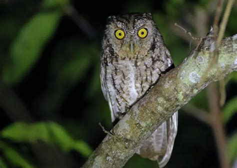 20 Popular Types Of Owls With Pictures And Identification