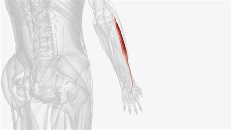 Premium Photo Right Extensor Carpi Radialis Brevis