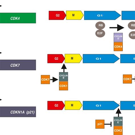 Established And Putative Activities Of Tfeb In Cancer Cells Besides