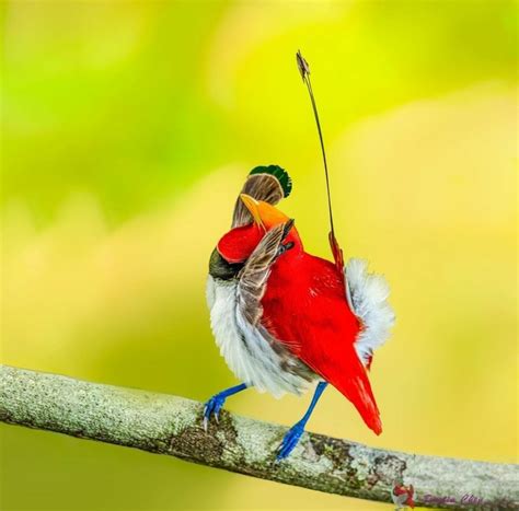 Ruby Mcardle Rubyknott25 Twitter