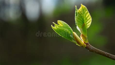 Leaf Budding Stock Illustrations 1033 Leaf Budding Stock