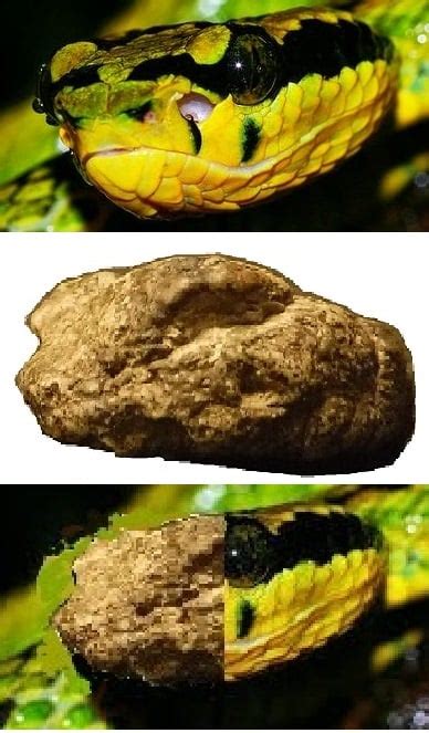 Pit Viper Head Anatomy