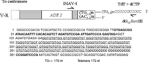 Example Of A Telomere Sequence Obtained With The Sequencing Protocol