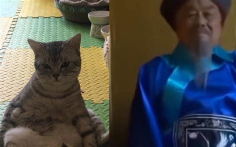 坐姿酷似王爷的极霸猫 哔哩哔哩