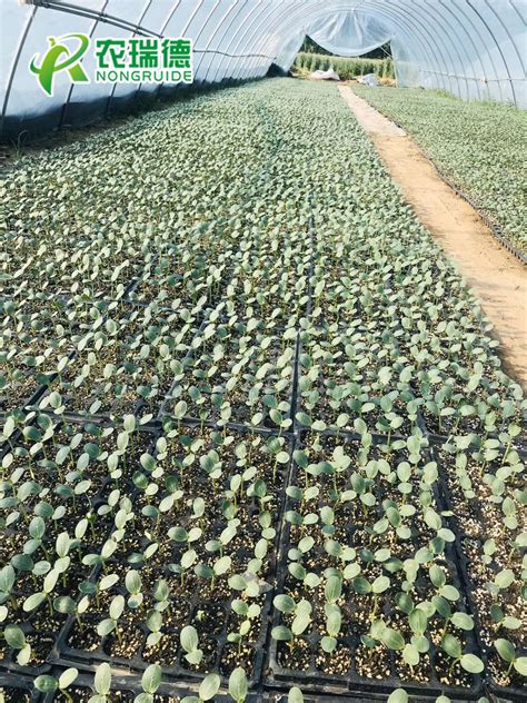 穴盘育苗播种机的育苗温室结构 蔬菜精盘播种机 农机网