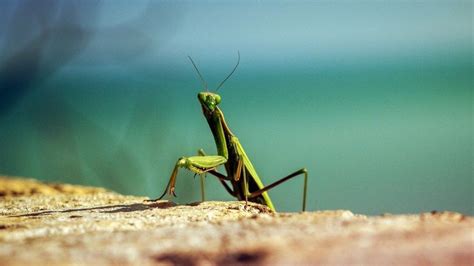 Mantis Aliens The Mysterious Insectoid Overseers Lifeboat News The Blog