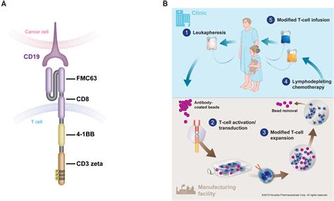Optimizing Car T Cell Manufacturing Processes During Pivotal Clinical