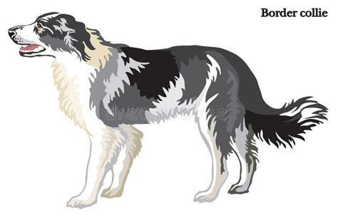 Border Collie Vector Illustration Stock Vector Illustration Of Adult