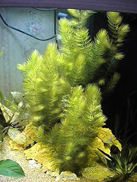Oxygenating Plants For Ponds 6x Hornwort Ceratophyllum Demersum Live